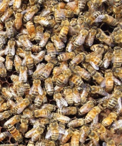 Bee Package | Beeline of Colorado | 6195 CO-78, Pueblo, CO 81005 Call ...